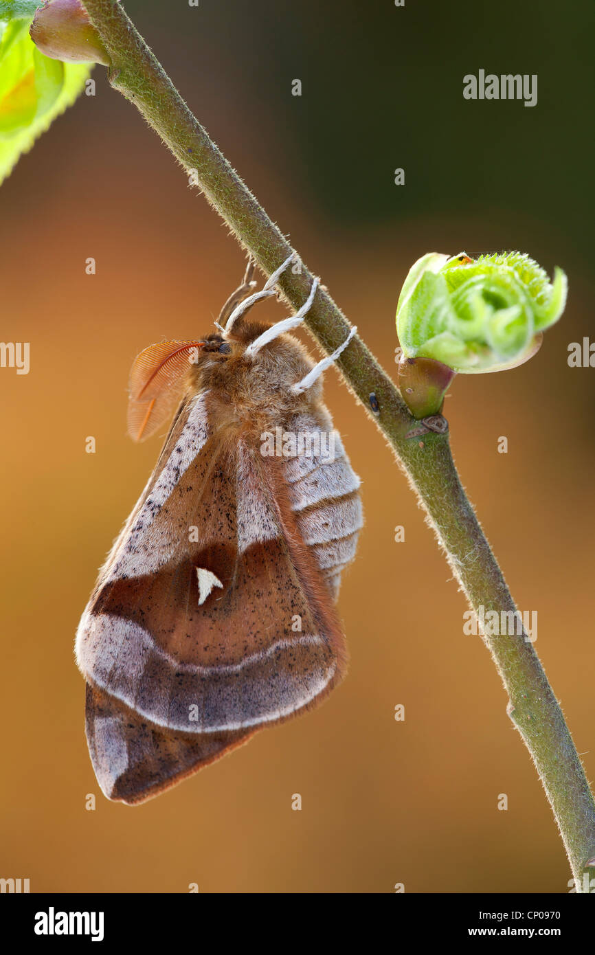 tau emperor (Aglia tau), male at a branch, Germany, Rhineland ...