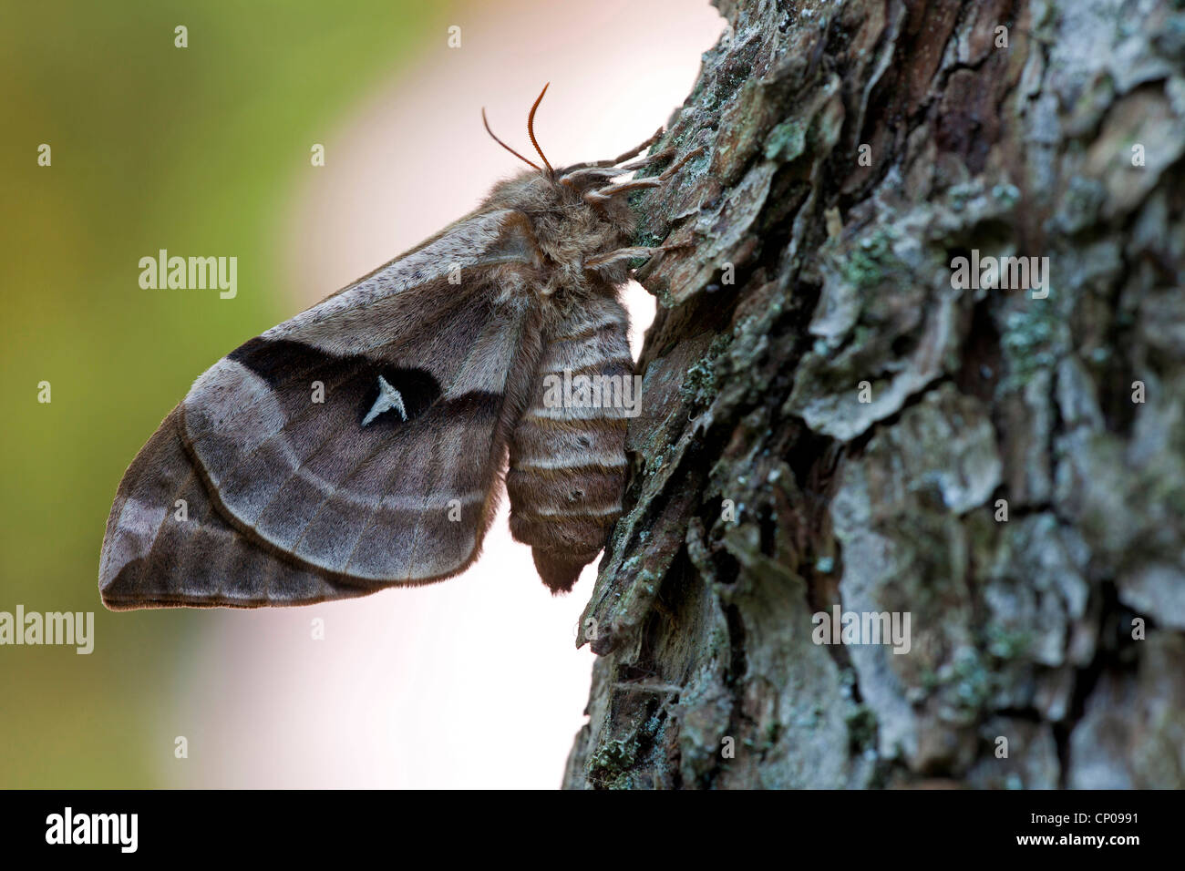 Tau variant hi-res stock photography and images - Alamy