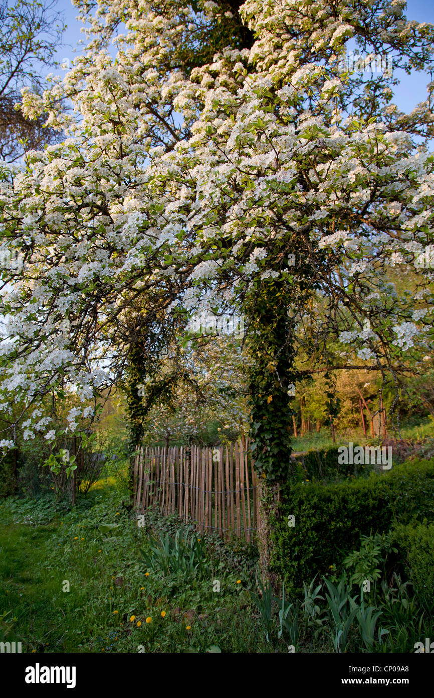 Pear tree hi-res stock photography and images - Alamy