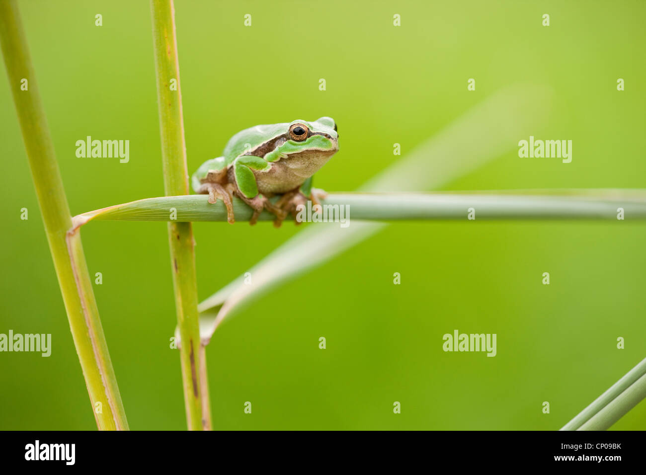 Frog holding leaf hi-res stock photography and images - Alamy