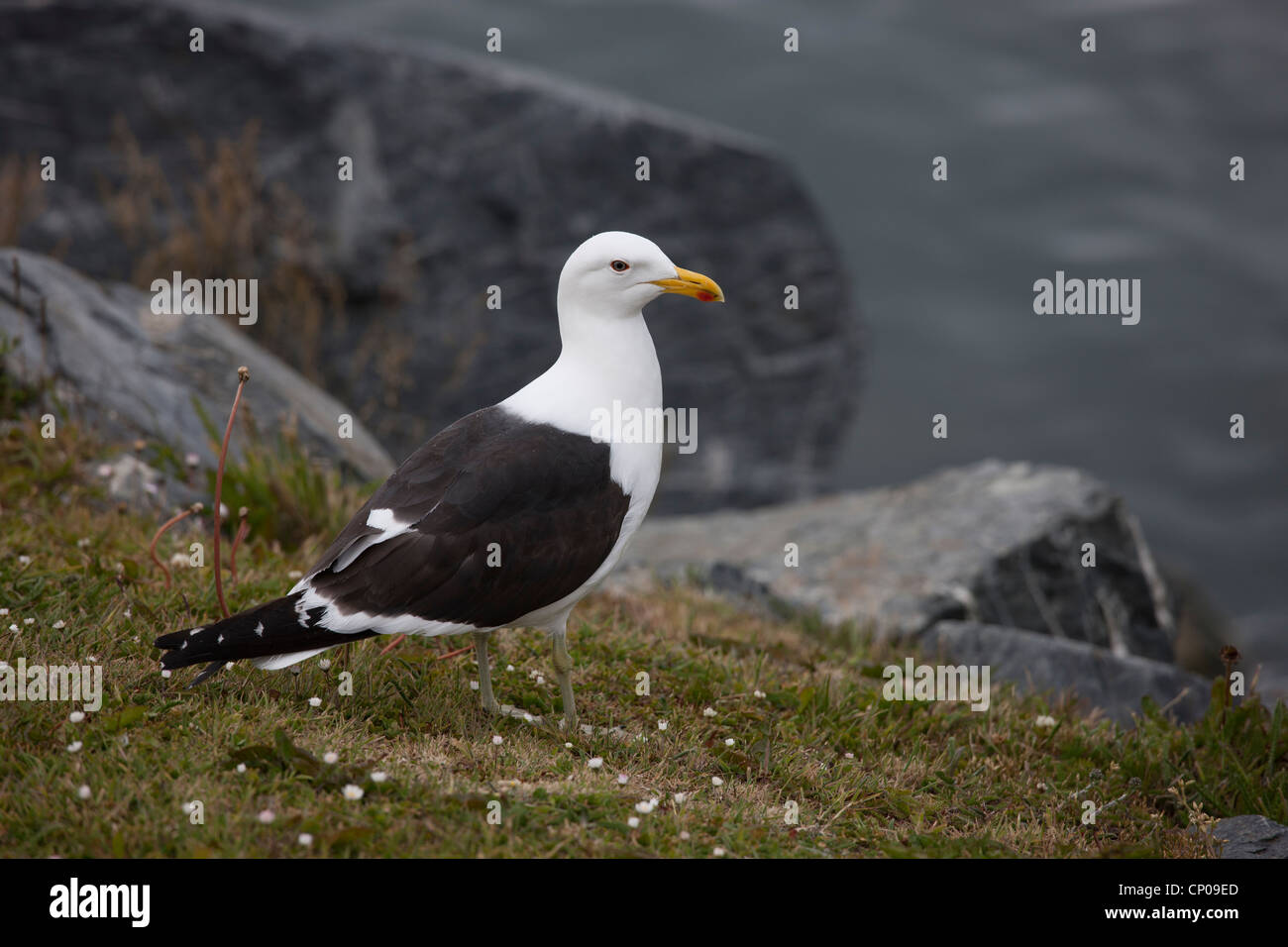 Kelp Gull (Larus dominicanus dominicanus) adult breeding plumage in ...