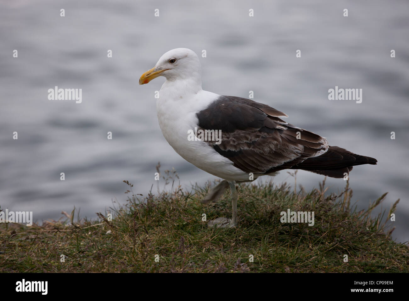 Kelp Gull (Larus dominicanus dominicanus) third summer plumage in ...