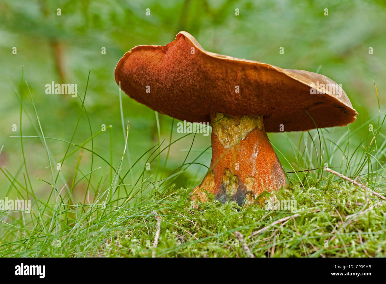 Scarletina bolete boletus erythropus hi-res stock photography and ...