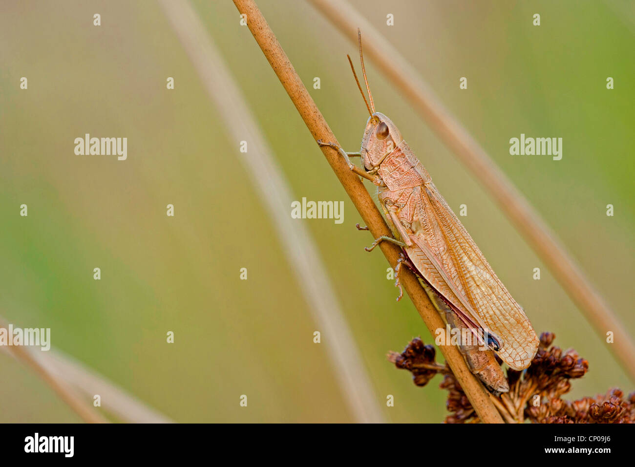 large gold grasshopper (Chrysochraon dispar), sitting at a sprout ...