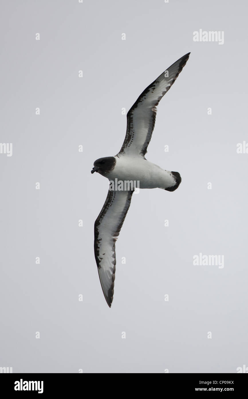Cape Petrel (Daption capense capense), in flight over the Scotia Sea ...