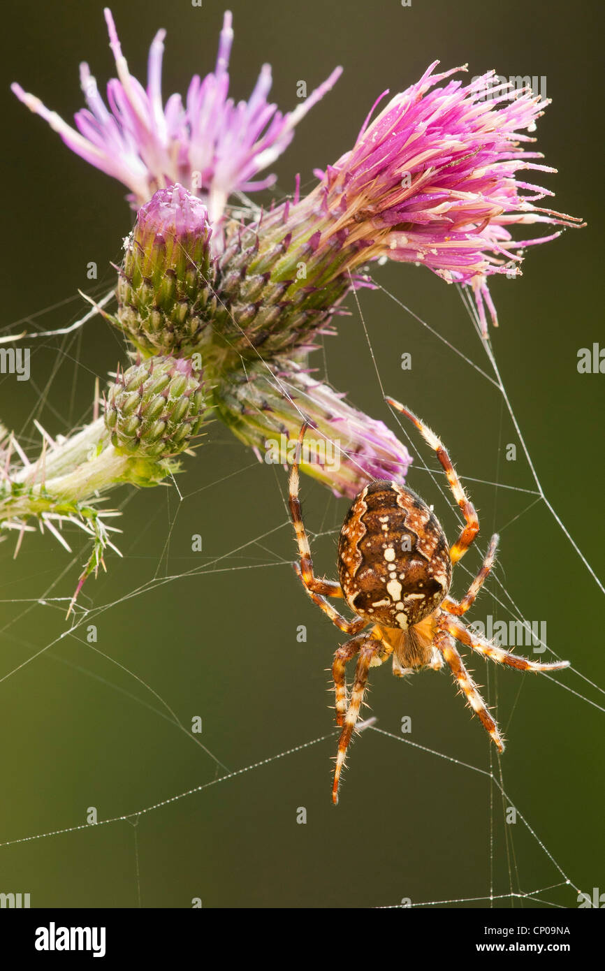 cross orbweaver, European garden spider, cross spider (Araneus ...