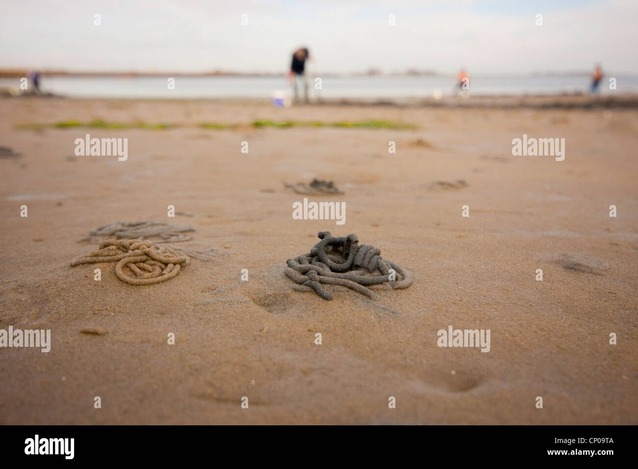 European lug worm, blow lug, lugworm (Arenicola marina), on the beach ...