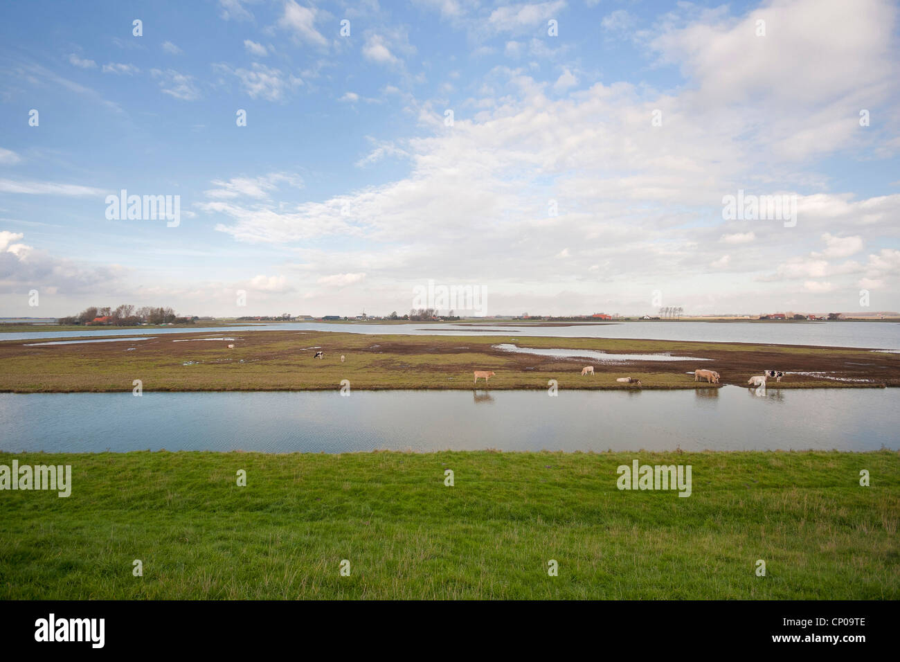 cows on pasture at inland lake, Netherlands, Zeeland, Serooskerke ...