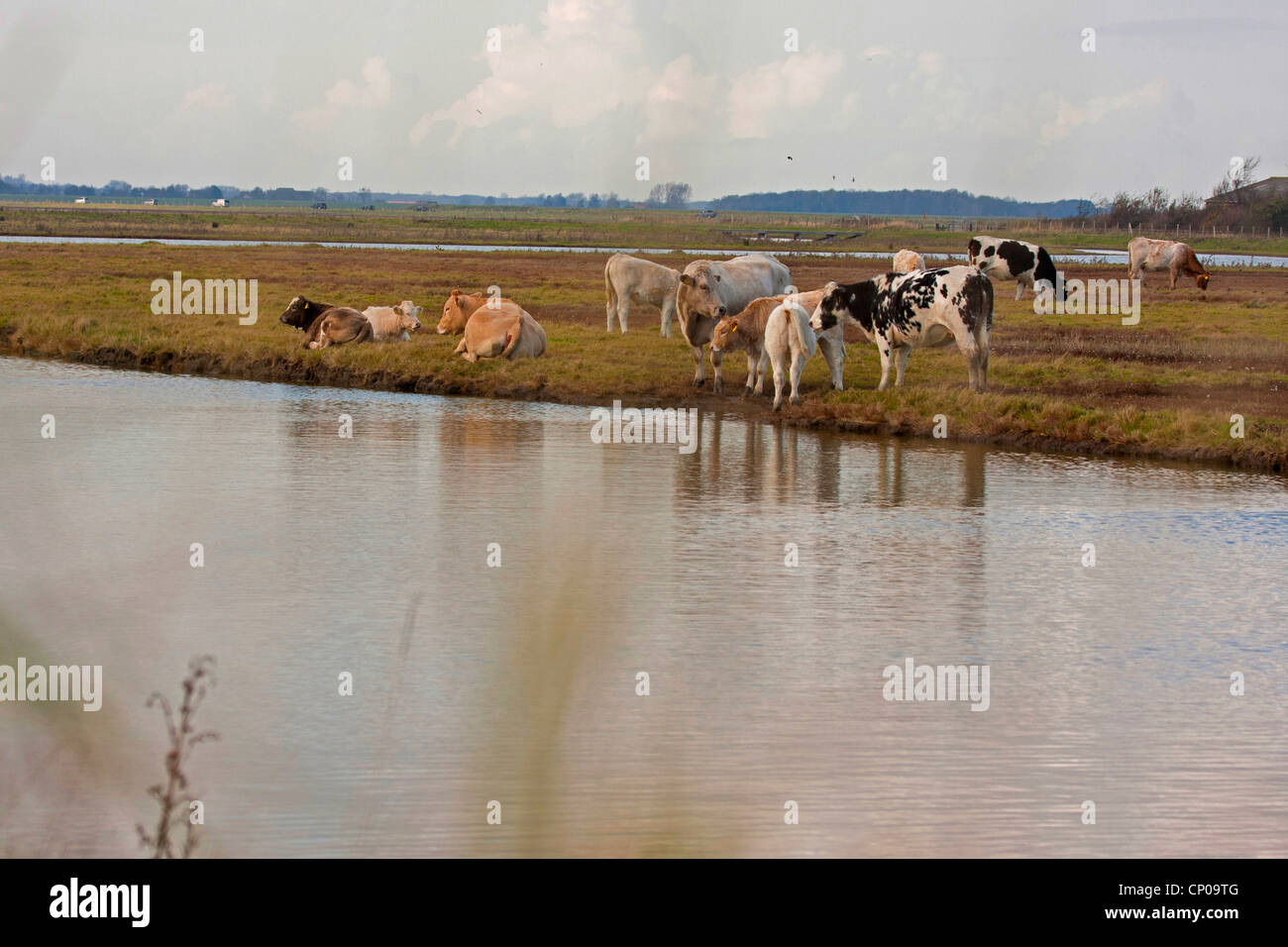 domestic cattle (Bos primigenius f. taurus), cows on pasture at inland ...
