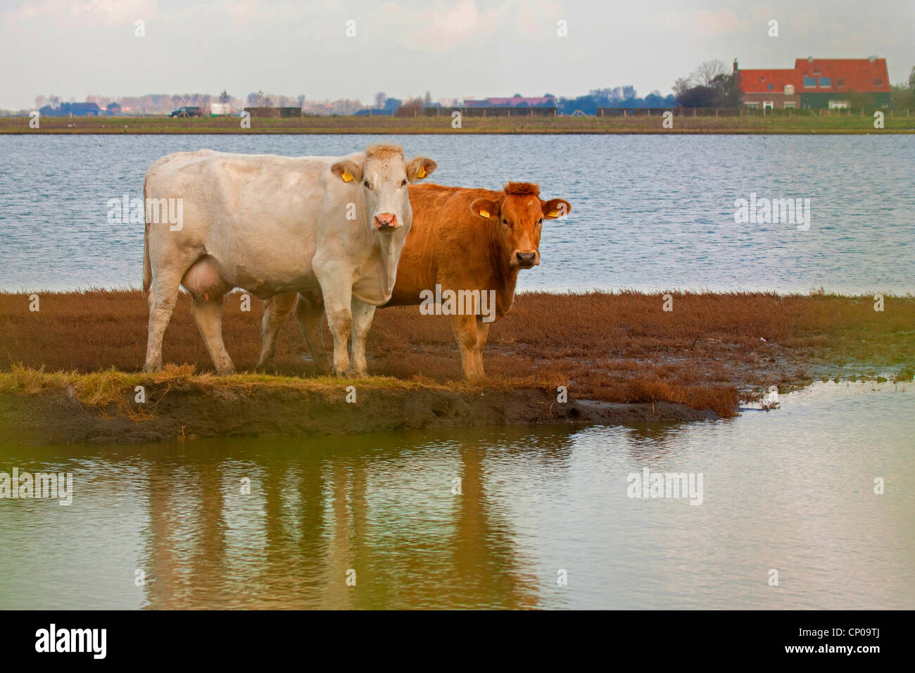 domestic cattle (Bos primigenius f. taurus), cows on pasture at inland ...