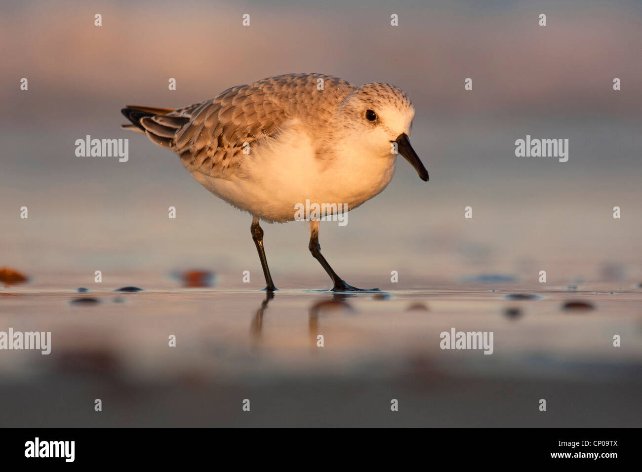 sanderling (Calidris alba), on the beach, Netherlands, Zeeland Stock ...