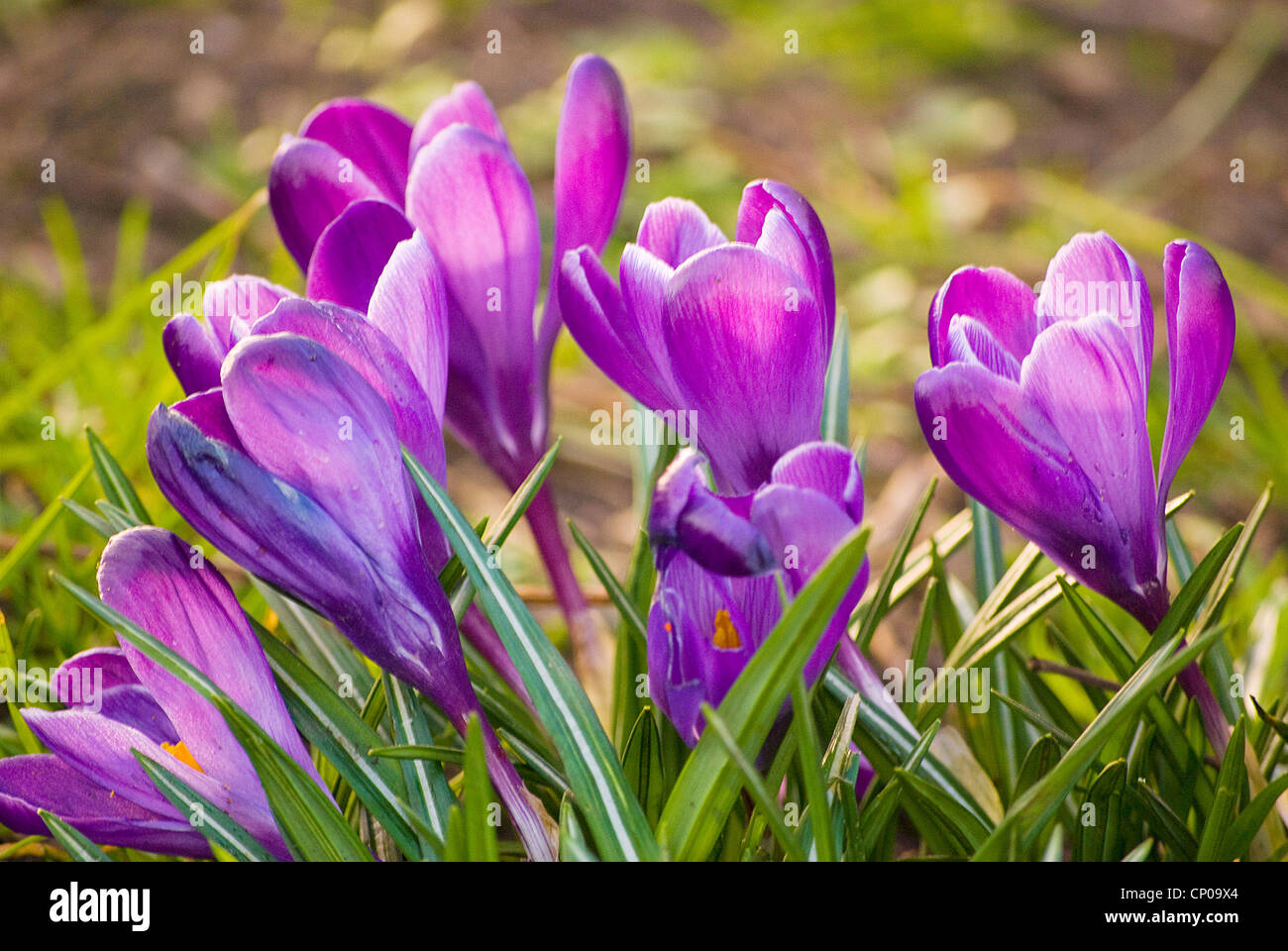 beautiful spring crocuses on a green grass in park Stock Photo - Alamy