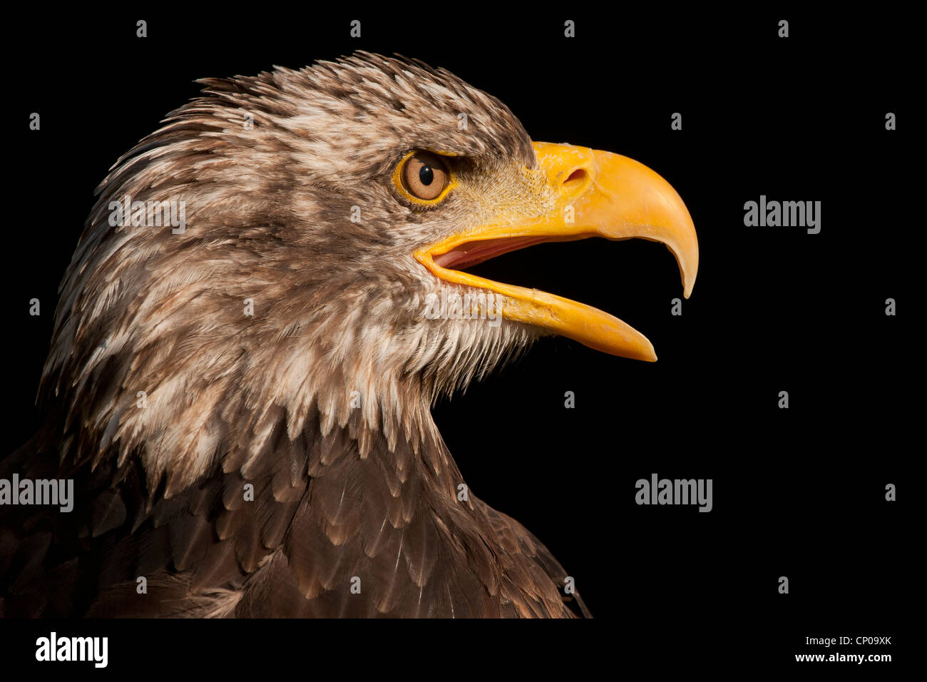 American bald eagle open beak hi-res stock photography and images - Alamy