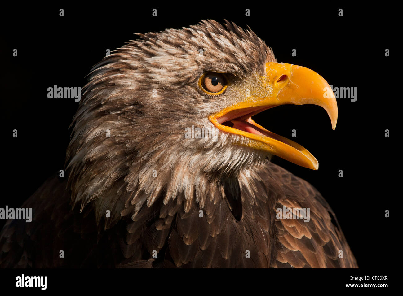 American bald eagle (Haliaeetus leucocephalus), with open beak Stock ...