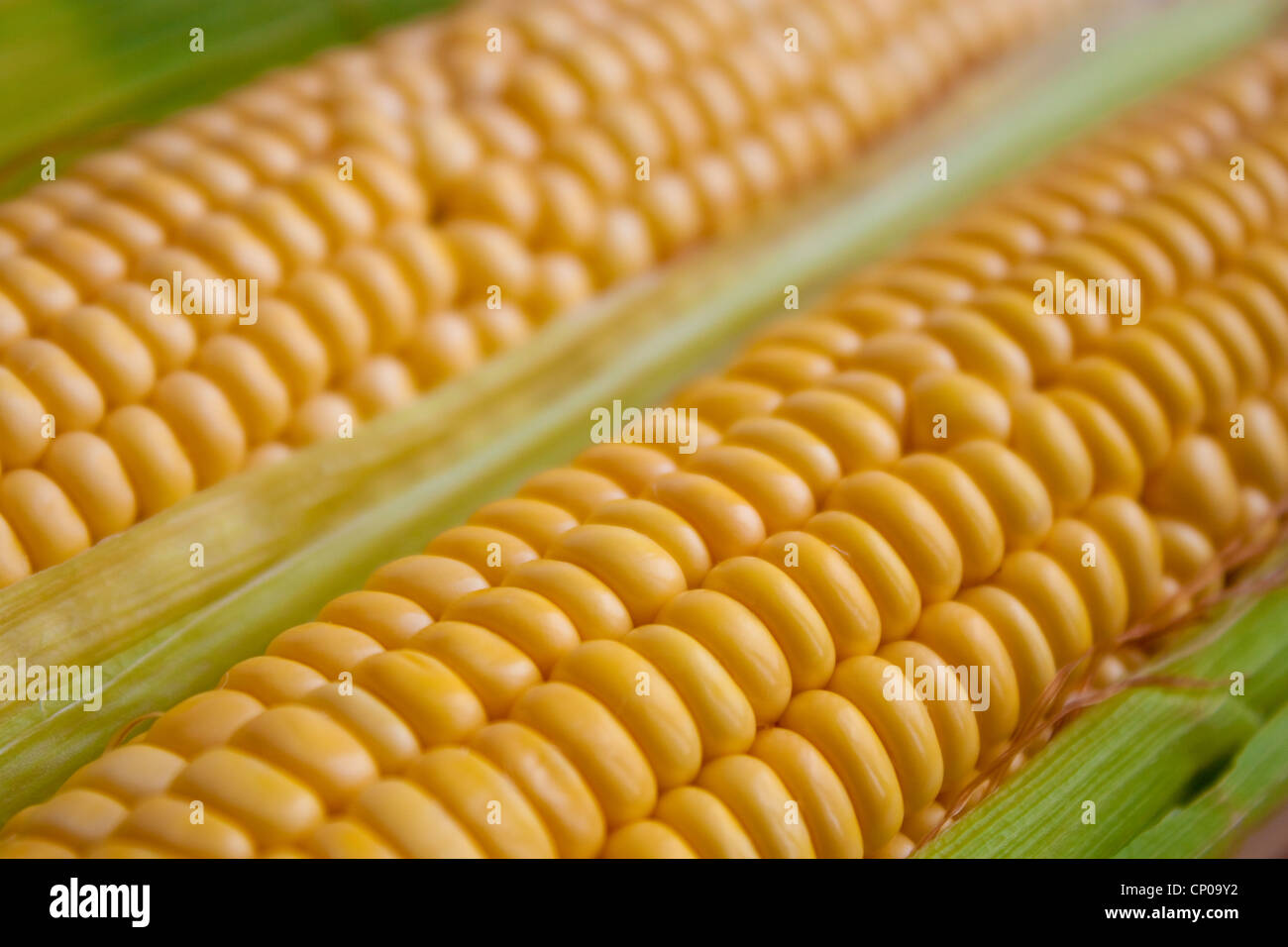 ears of yellow corn with green husk Stock Photo - Alamy