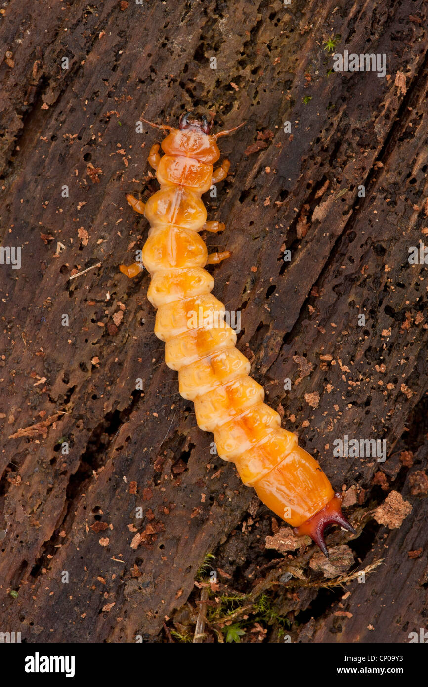 scarlet fire beetle, cardinal beetle (Pyrochroa coccinea), larva on ...