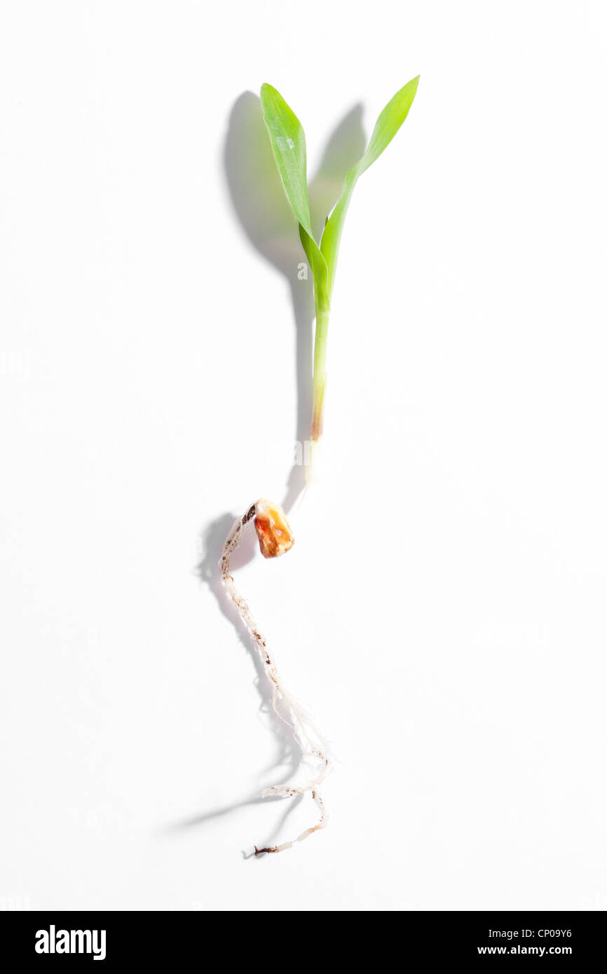 Corn seed germinating hi-res stock photography and images - Alamy