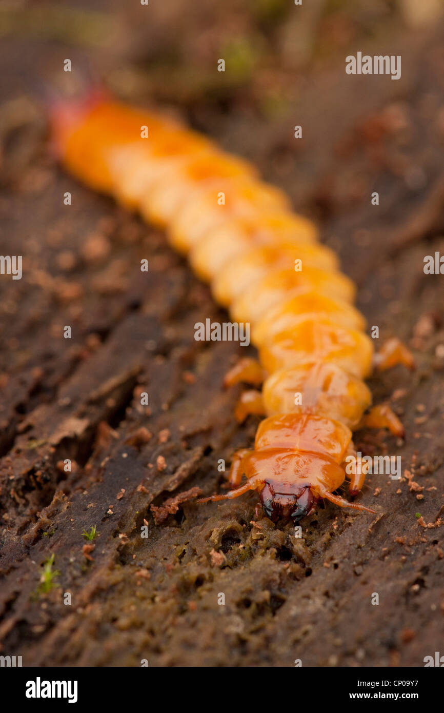 scarlet fire beetle, cardinal beetle (Pyrochroa coccinea), larva on ...