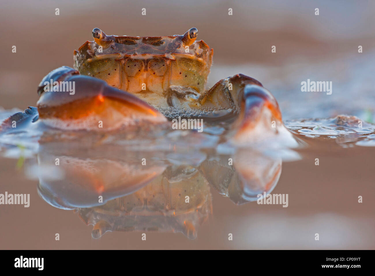 Green shore crab, Green crab, North Atlantic shore crab (Carcinus ...