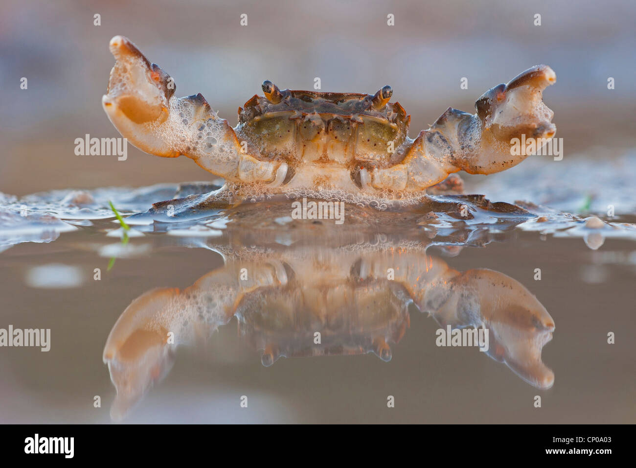 Green shore crab, Green crab, North Atlantic shore crab (Carcinus ...