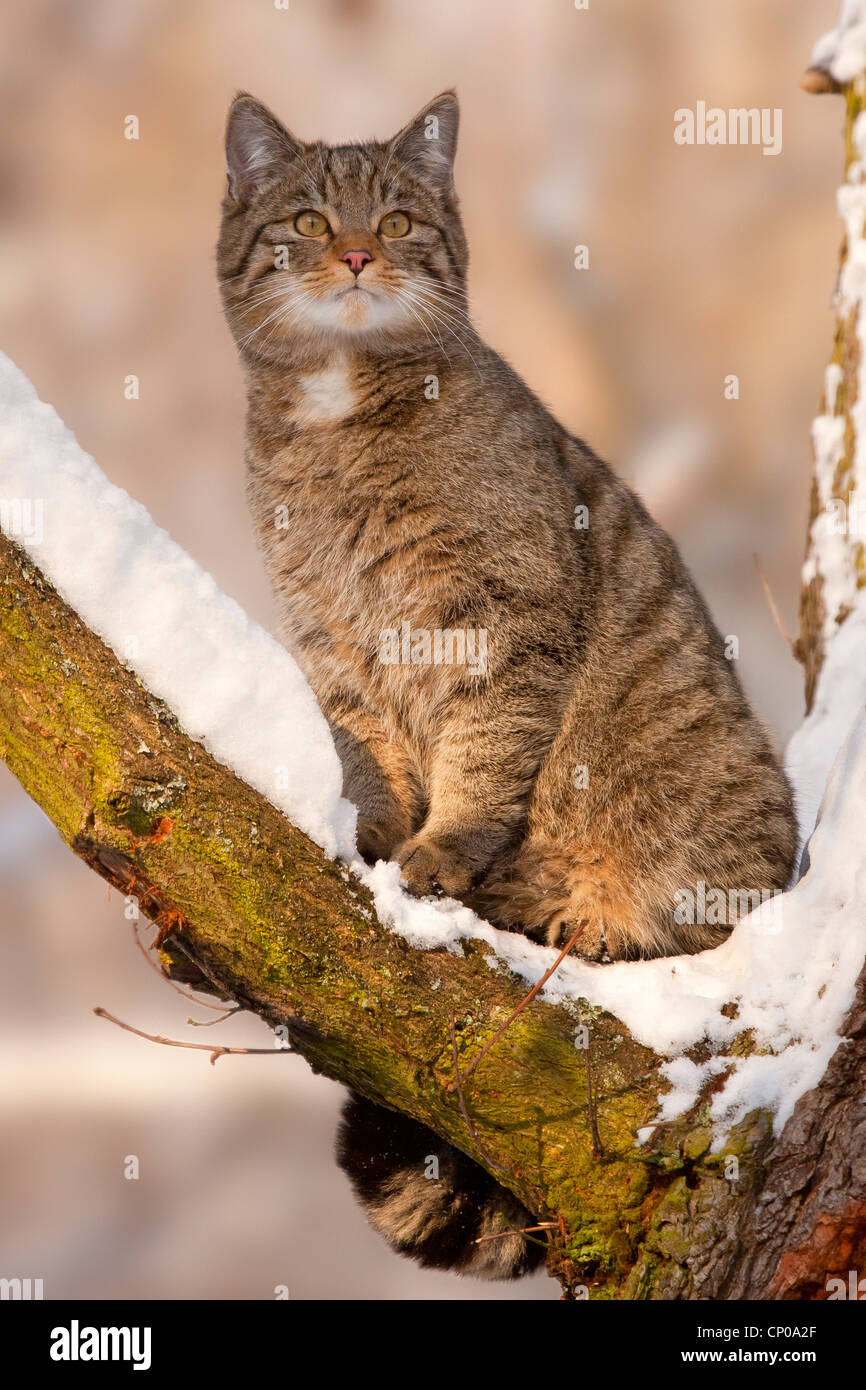 European wildcat, forest wildcat (Felis silvestris silvestris), sitting ...