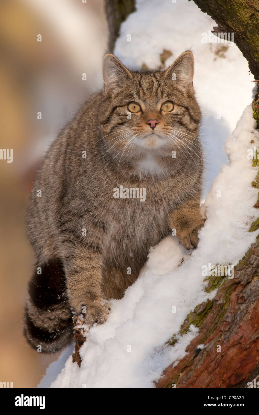 European wildcat, forest wildcat (Felis silvestris silvestris), sitting ...