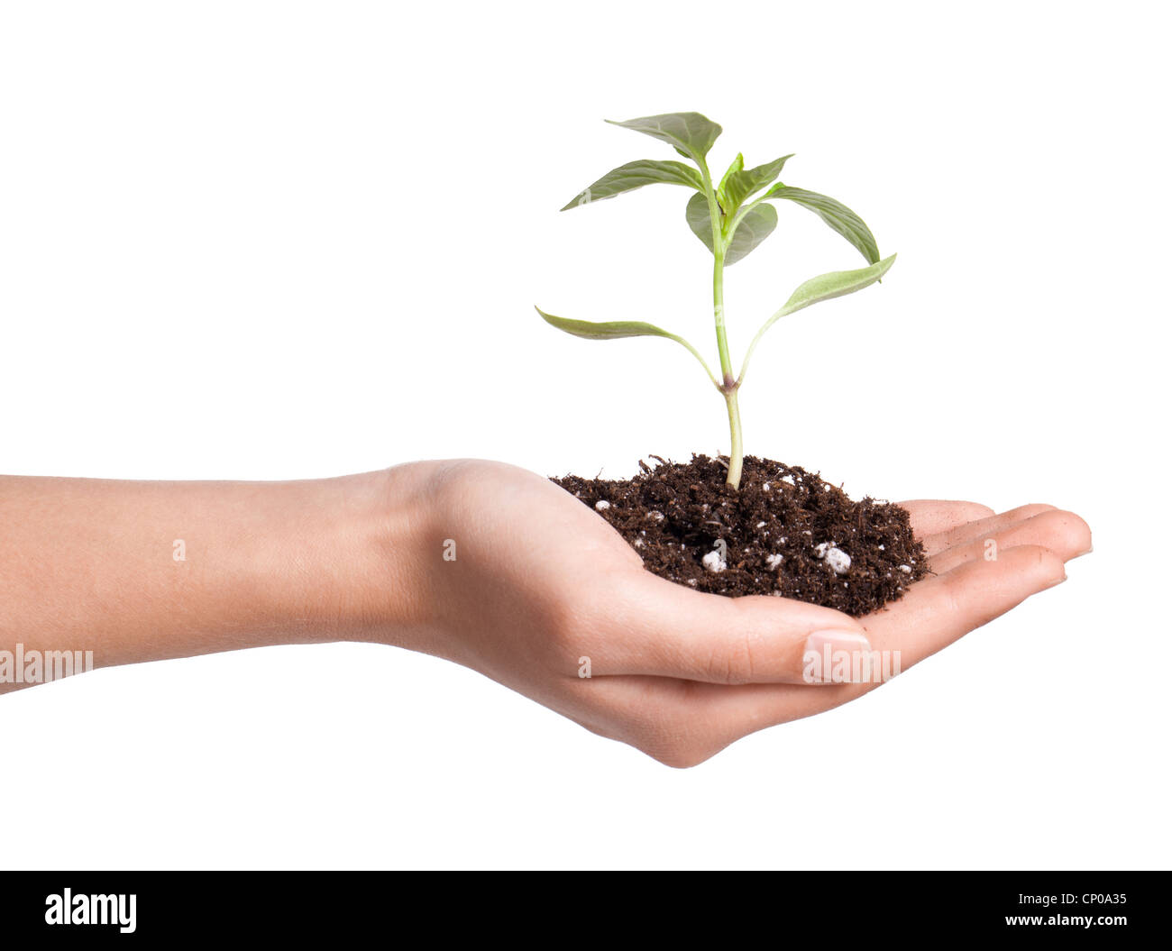 Holding small sprout on white Stock Photo - Alamy