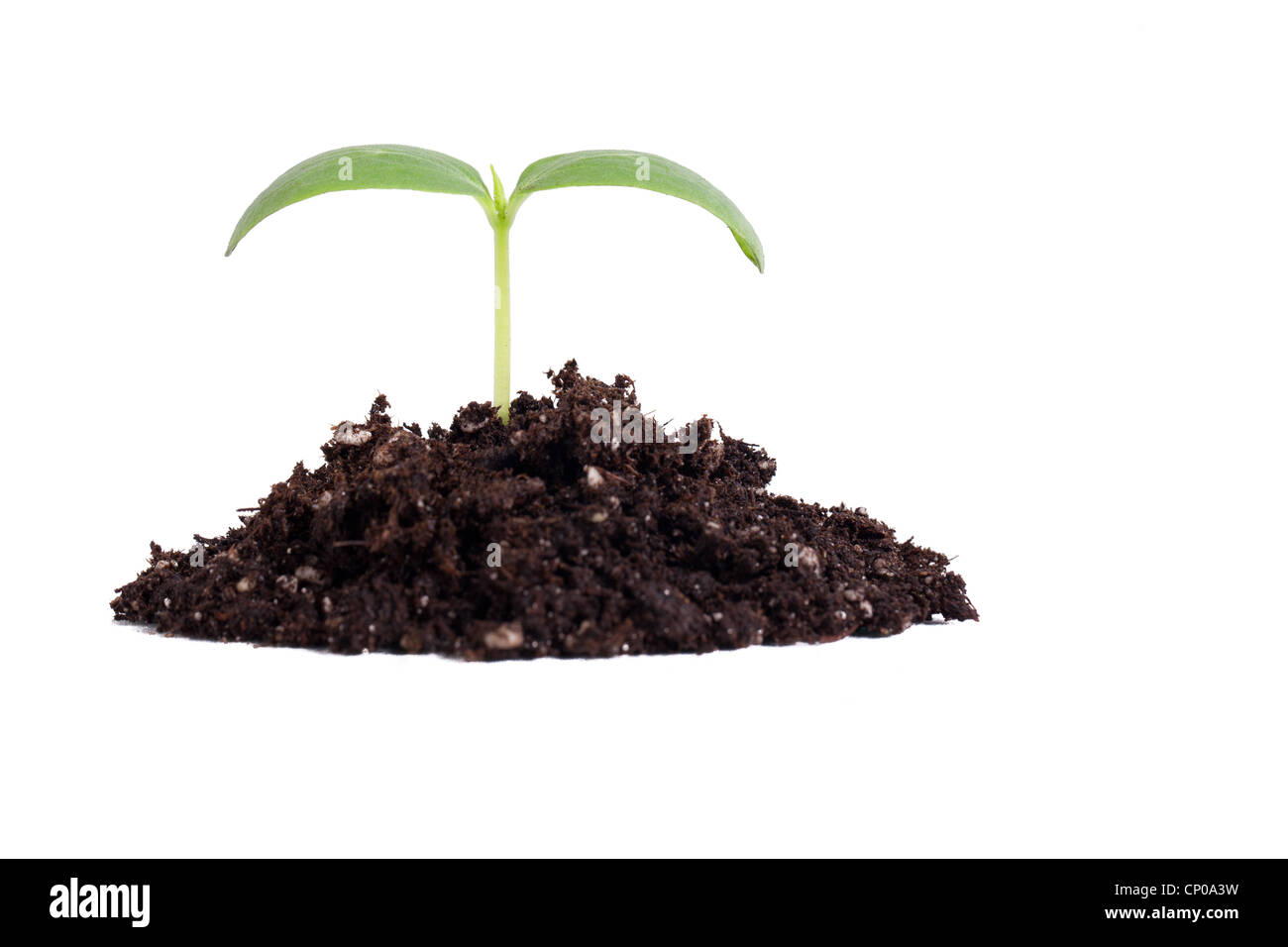 sprout isolated in the studio Stock Photo - Alamy