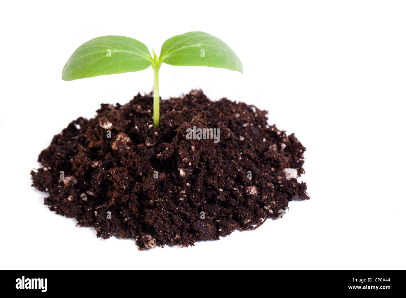 sprout isolated in the studio Stock Photo - Alamy