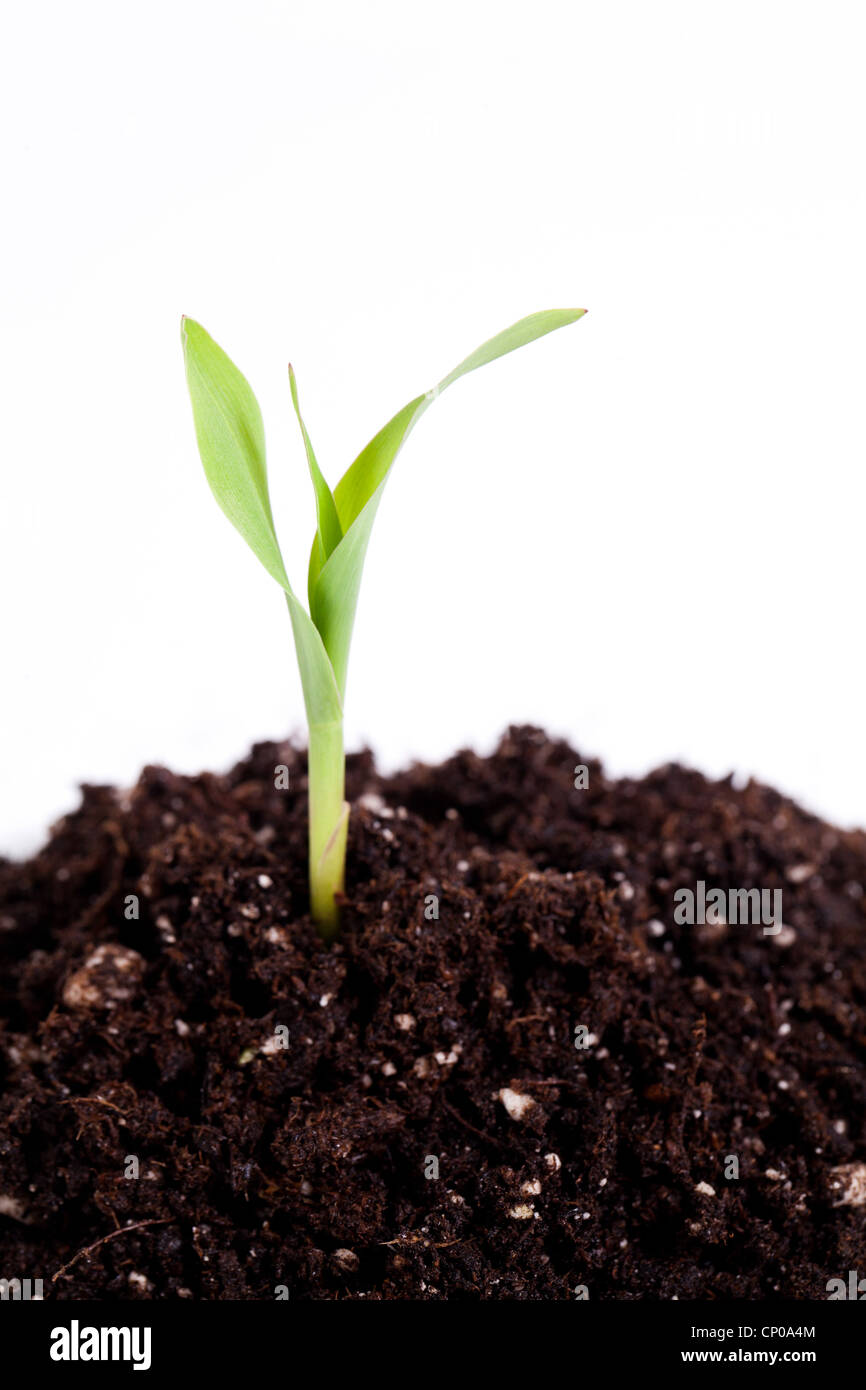 sprout isolated in the studio Stock Photo - Alamy