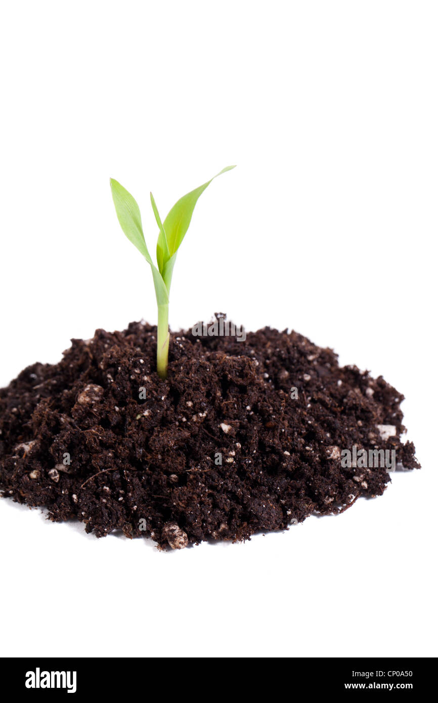 sprout isolated in the studio Stock Photo - Alamy
