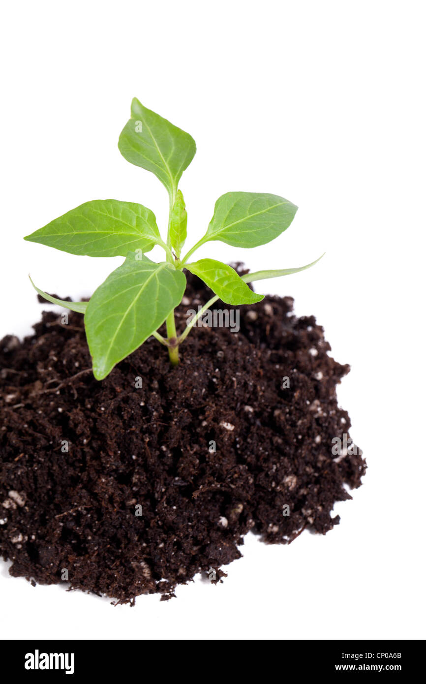 sprout isolated in the studio Stock Photo - Alamy