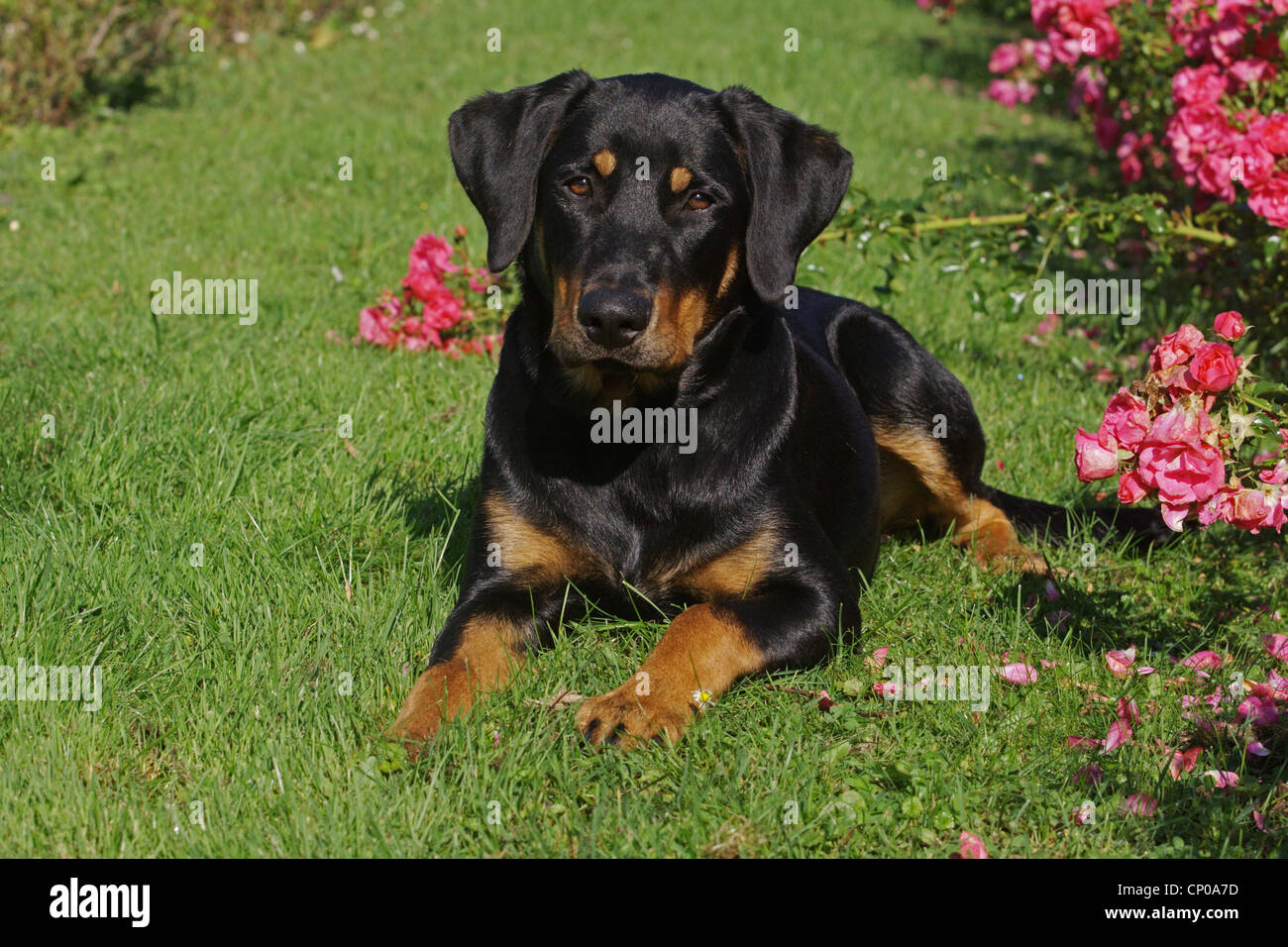 Beauceron hi-res stock photography and images - Alamy