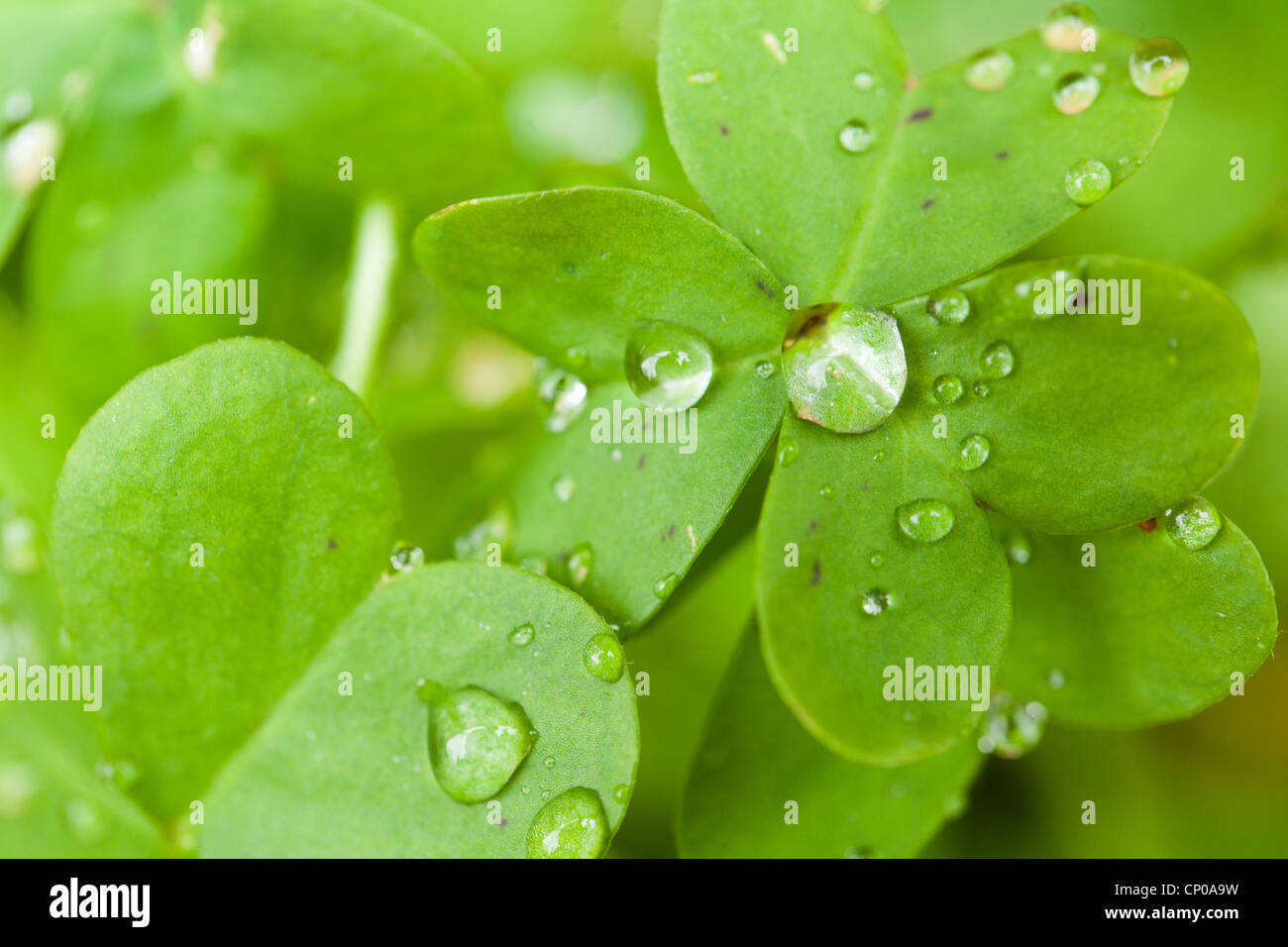 Rain forest ground cover hi-res stock photography and images - Alamy