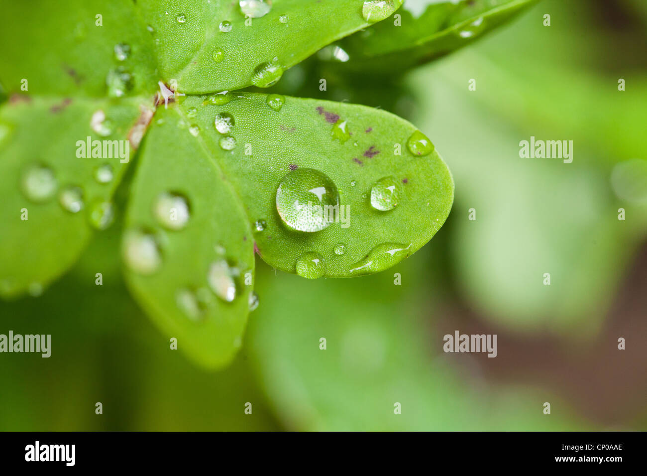 Rain drops on Clover Stock Photo - Alamy