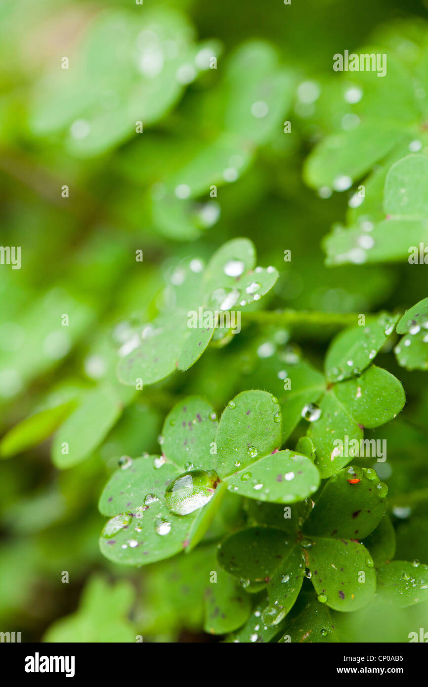 Rain forest ground cover hi-res stock photography and images - Alamy