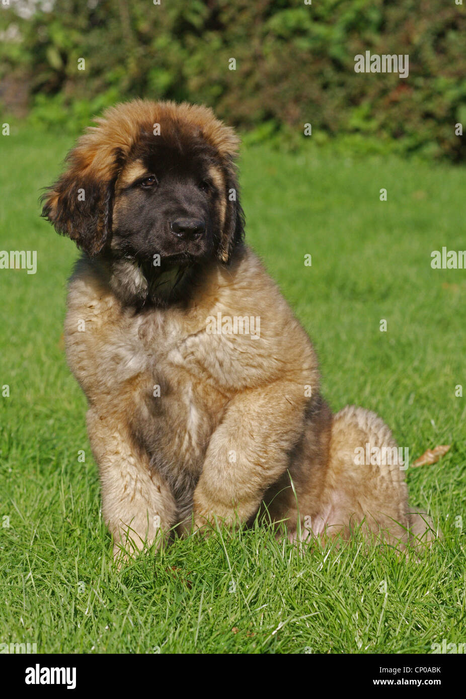 What Baby Animal Is A Whelp