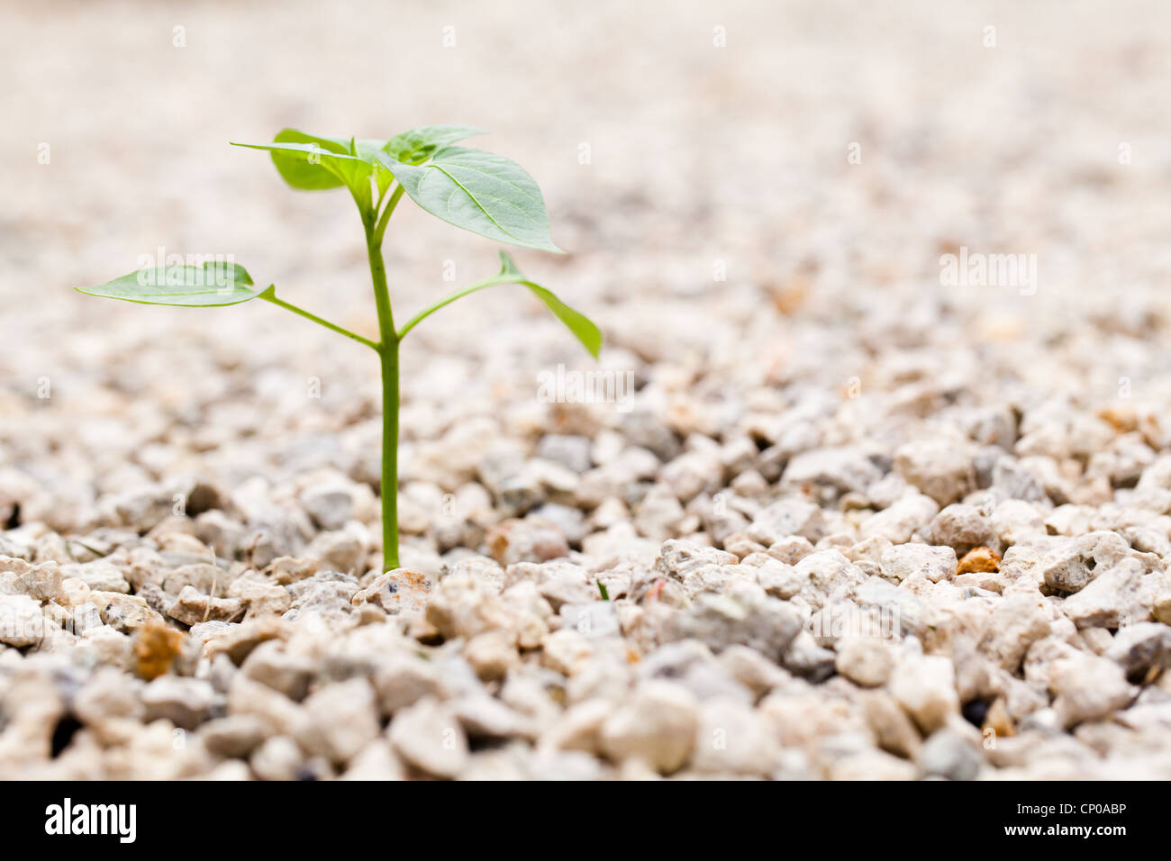 Plant growing out rock hi-res stock photography and images - Alamy