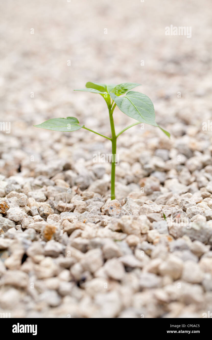small sprout growing out of rocks Stock Photo - Alamy