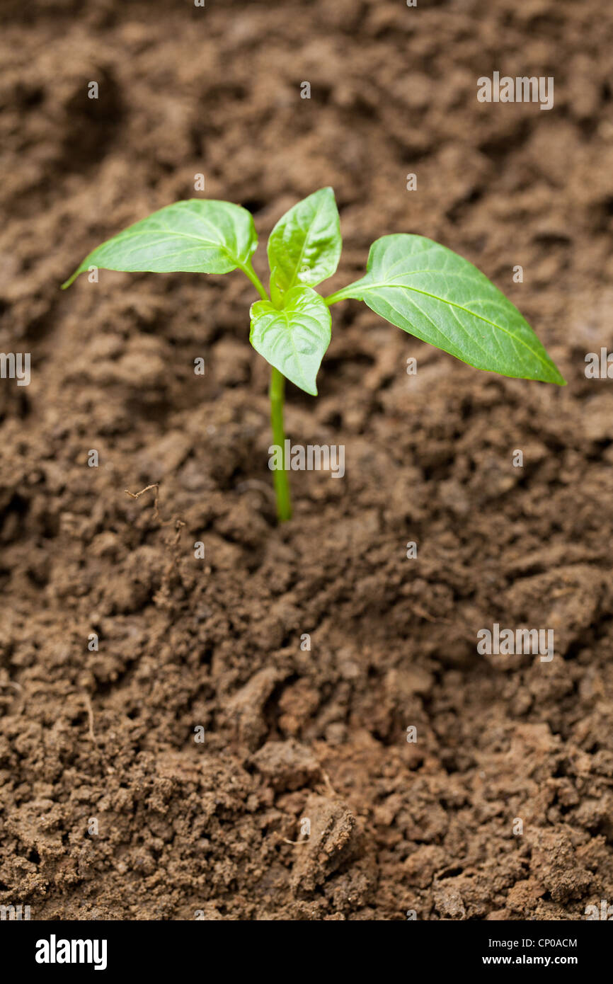 Small sprout growing in a garden Stock Photo - Alamy