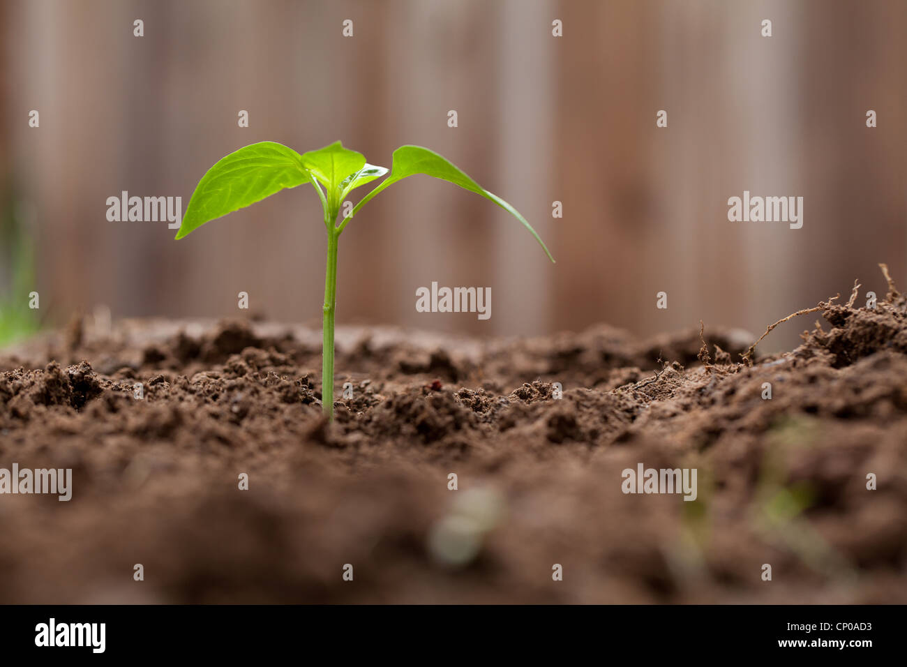 Small sprout growing in a garden Stock Photo - Alamy