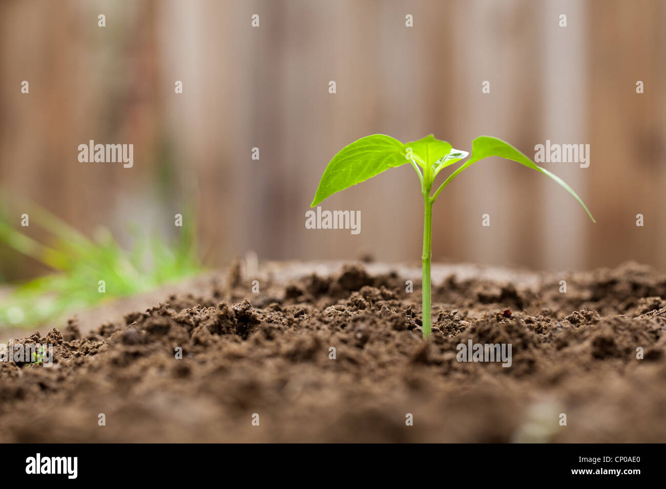 Small sprout growing in a garden Stock Photo - Alamy