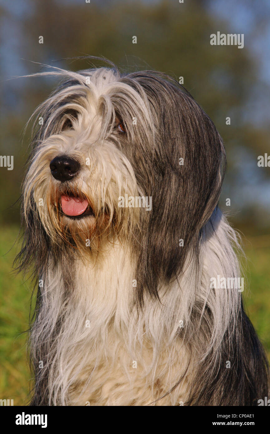 Bearded sheepdog hi-res stock photography and images - Alamy