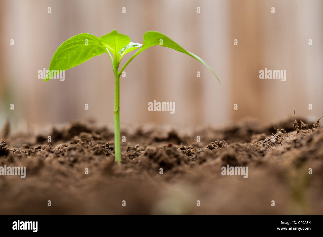Small sprout growing in a garden Stock Photo - Alamy