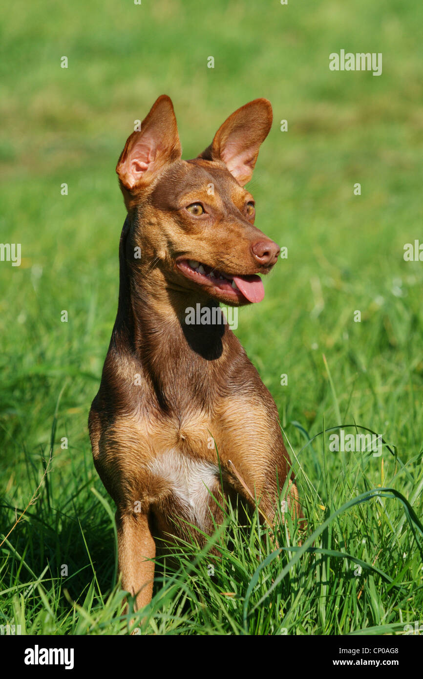 German Pinscher (Canis lupus f. familiaris), Pinscher mixed breed dog ...