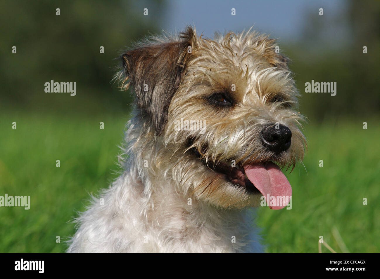 What Kind Of Dog Is Annie The Terrier