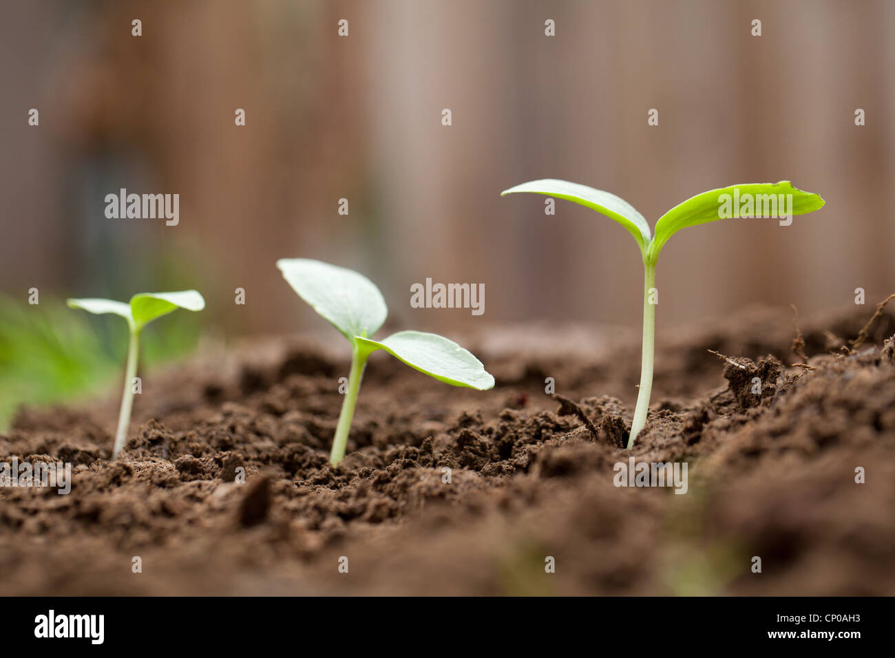 Small sprout growing in a garden Stock Photo - Alamy
