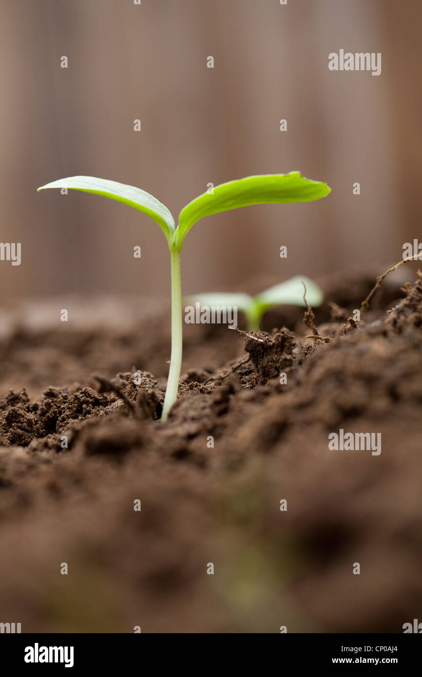 Small sprout growing in a garden Stock Photo - Alamy