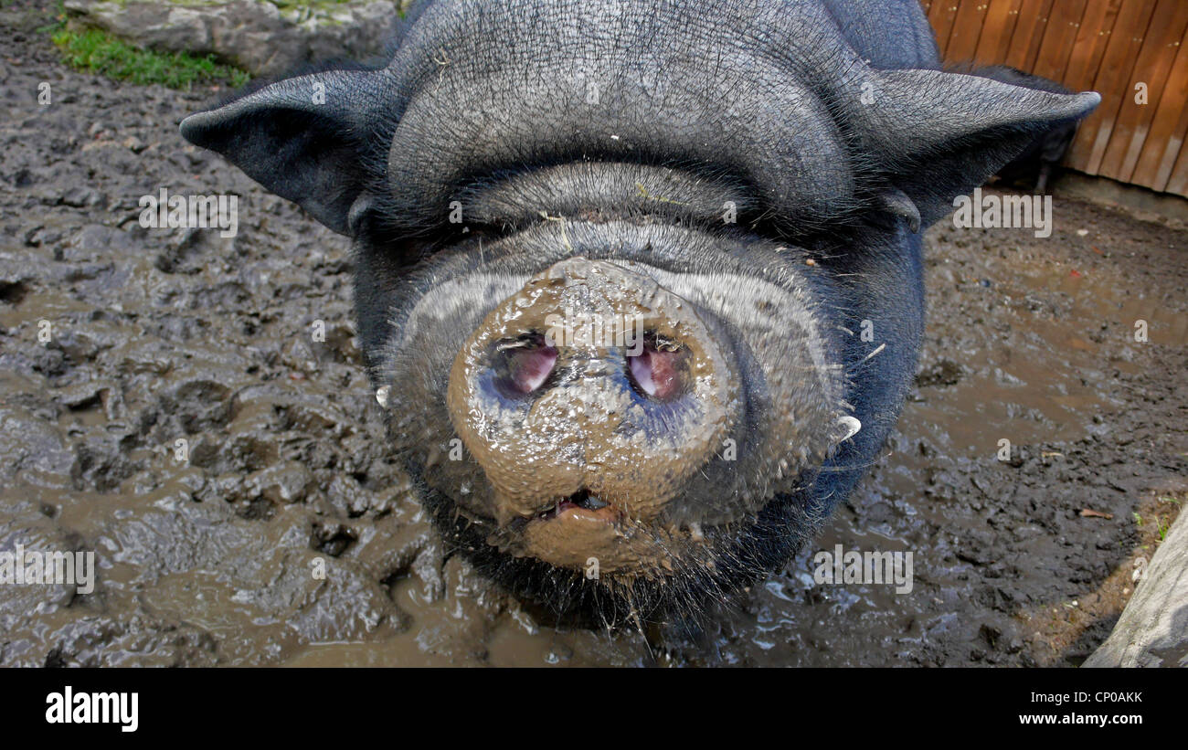 Pig Skin Close Up High Resolution Stock Photography and Images - Alamy