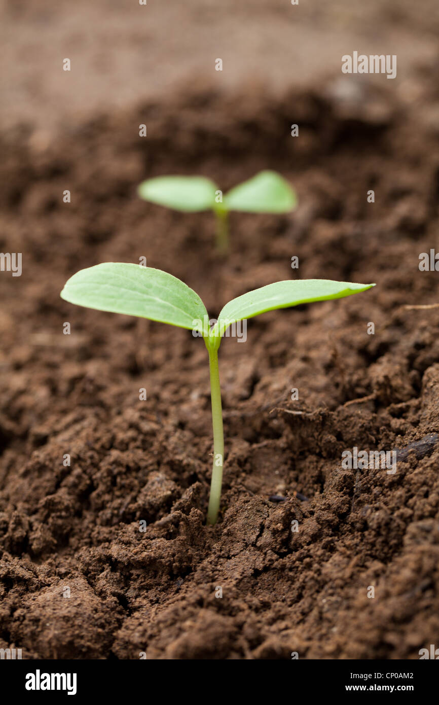 Small sprout growing in a garden Stock Photo - Alamy